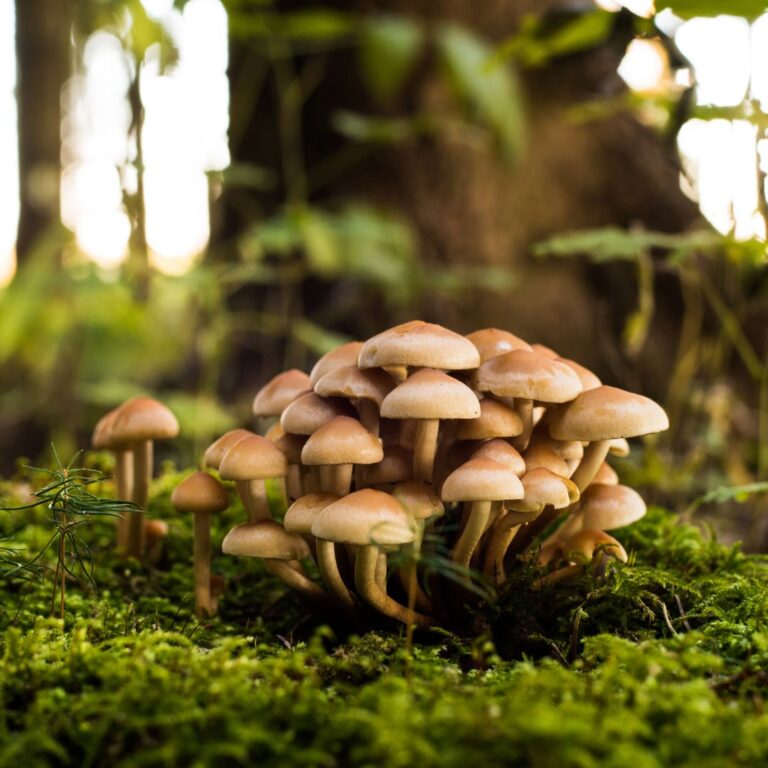 The Rise of the Myco Material Revolution: Mushrooms Take Over (In a ...